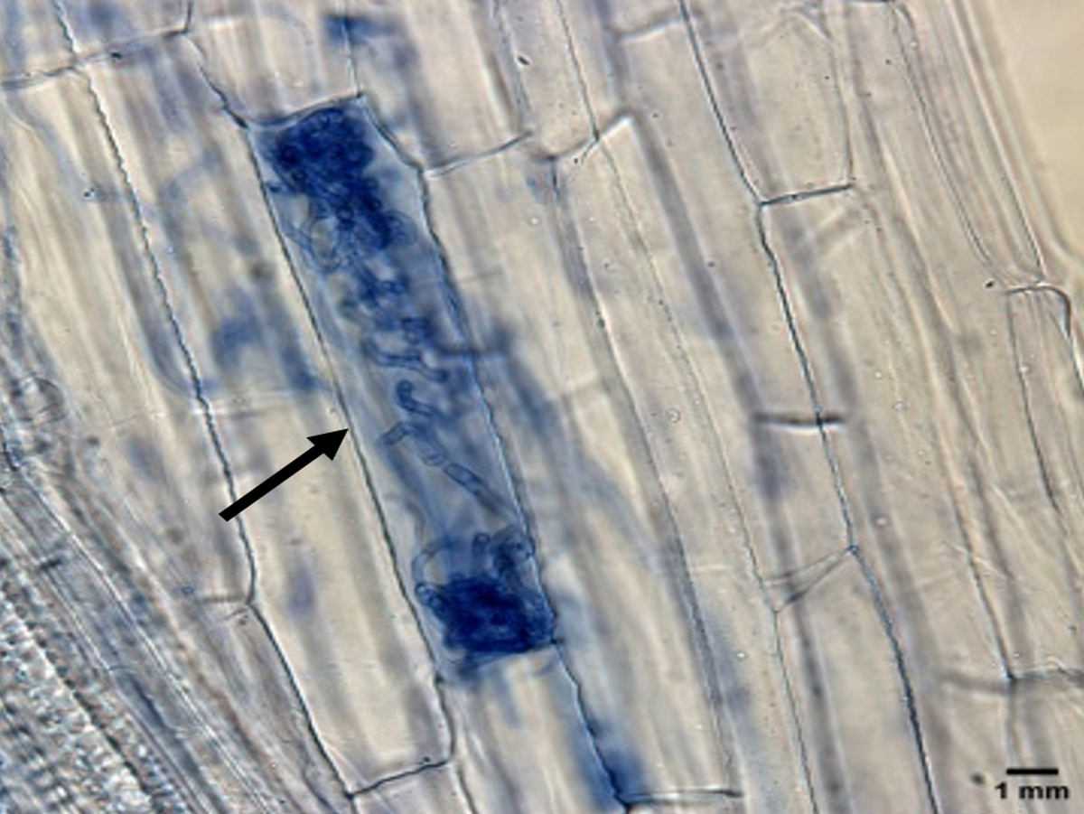 High Melanization of Dark Septate Endophytes: an Advantageous Trait for ...