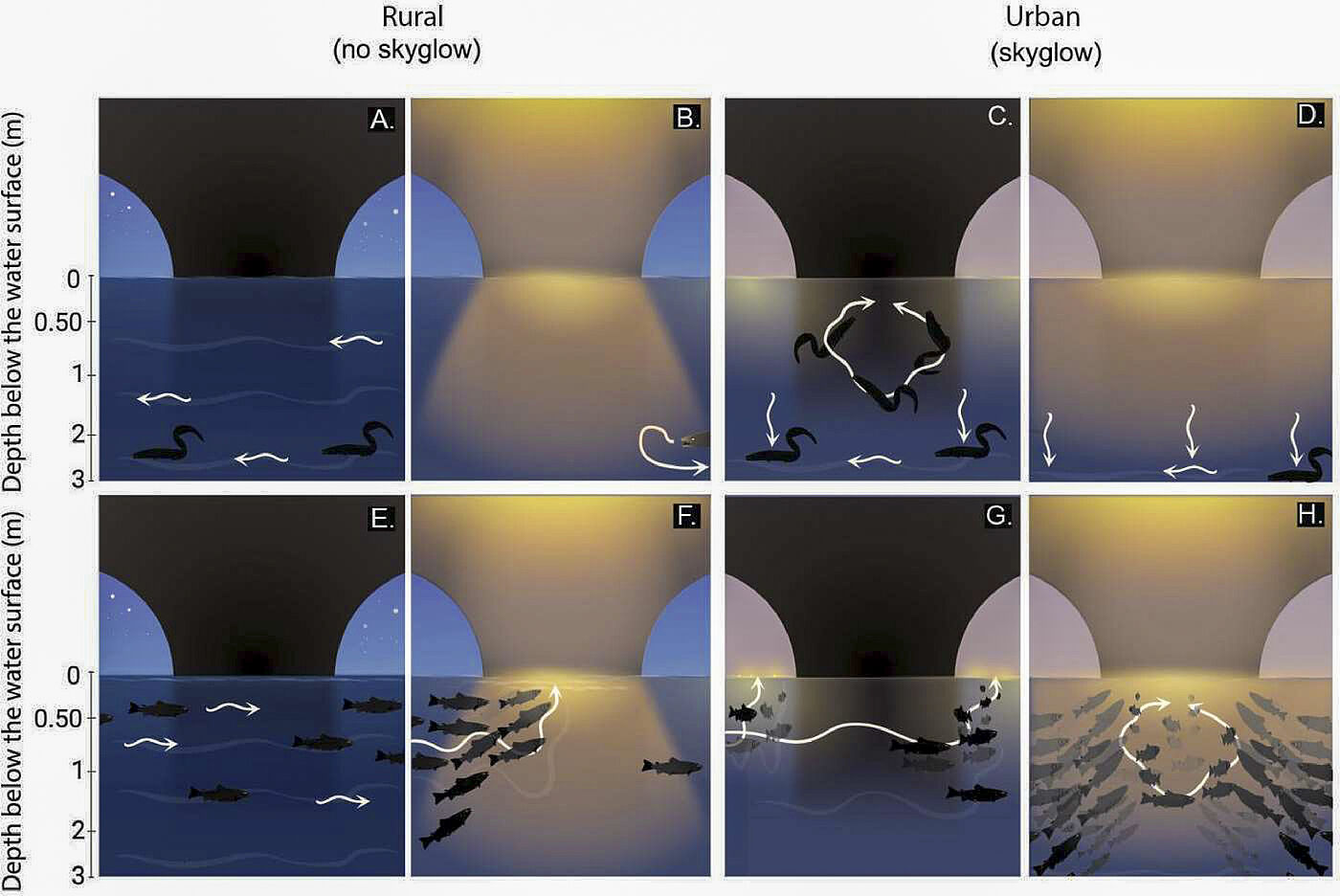 Licht und wandernde Fische - Hochschule Wismar